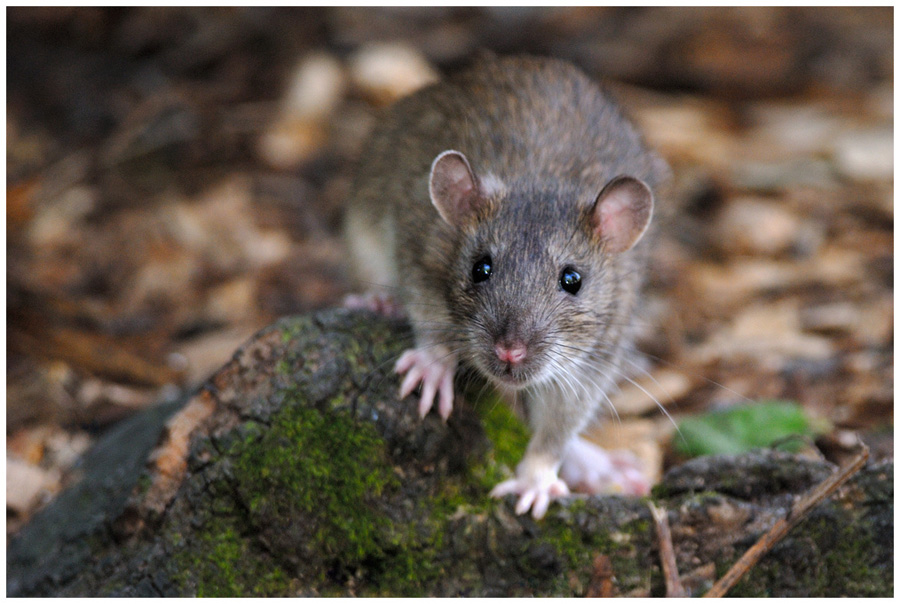 Rat problems in Pretoria? Contact Xpest Control Services